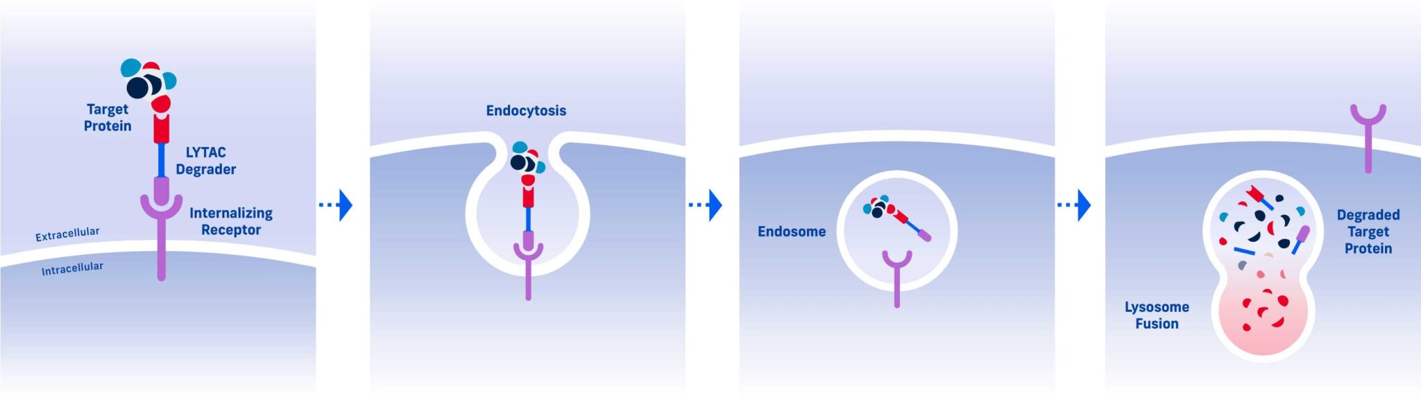 LYTAC Platform - Lycia Therapeutics