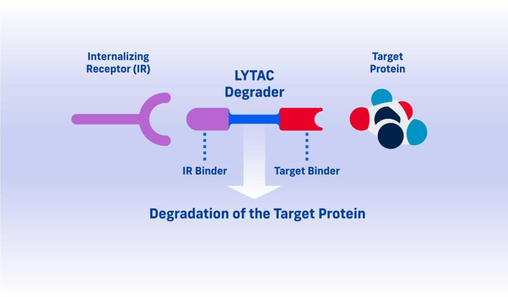 LYTAC Platform - Lycia Therapeutics