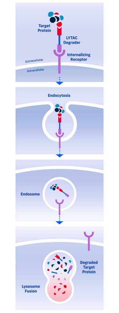 LYTAC Platform - Lycia Therapeutics