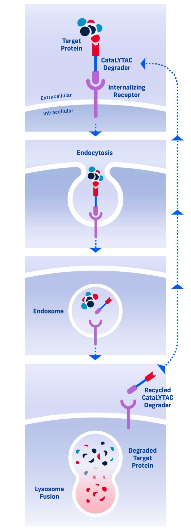 LYTAC Platform - Lycia Therapeutics